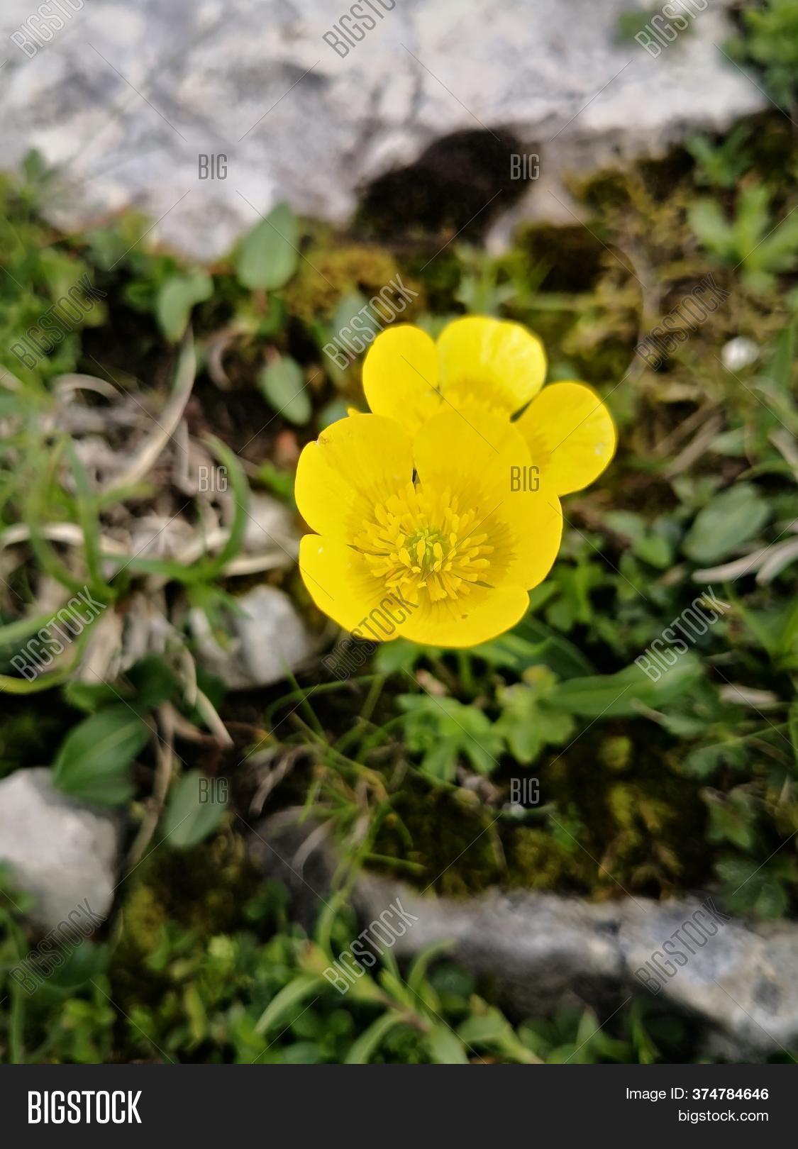 Mountain Buttercup Image & Photo (Free Trial) | Bigstock