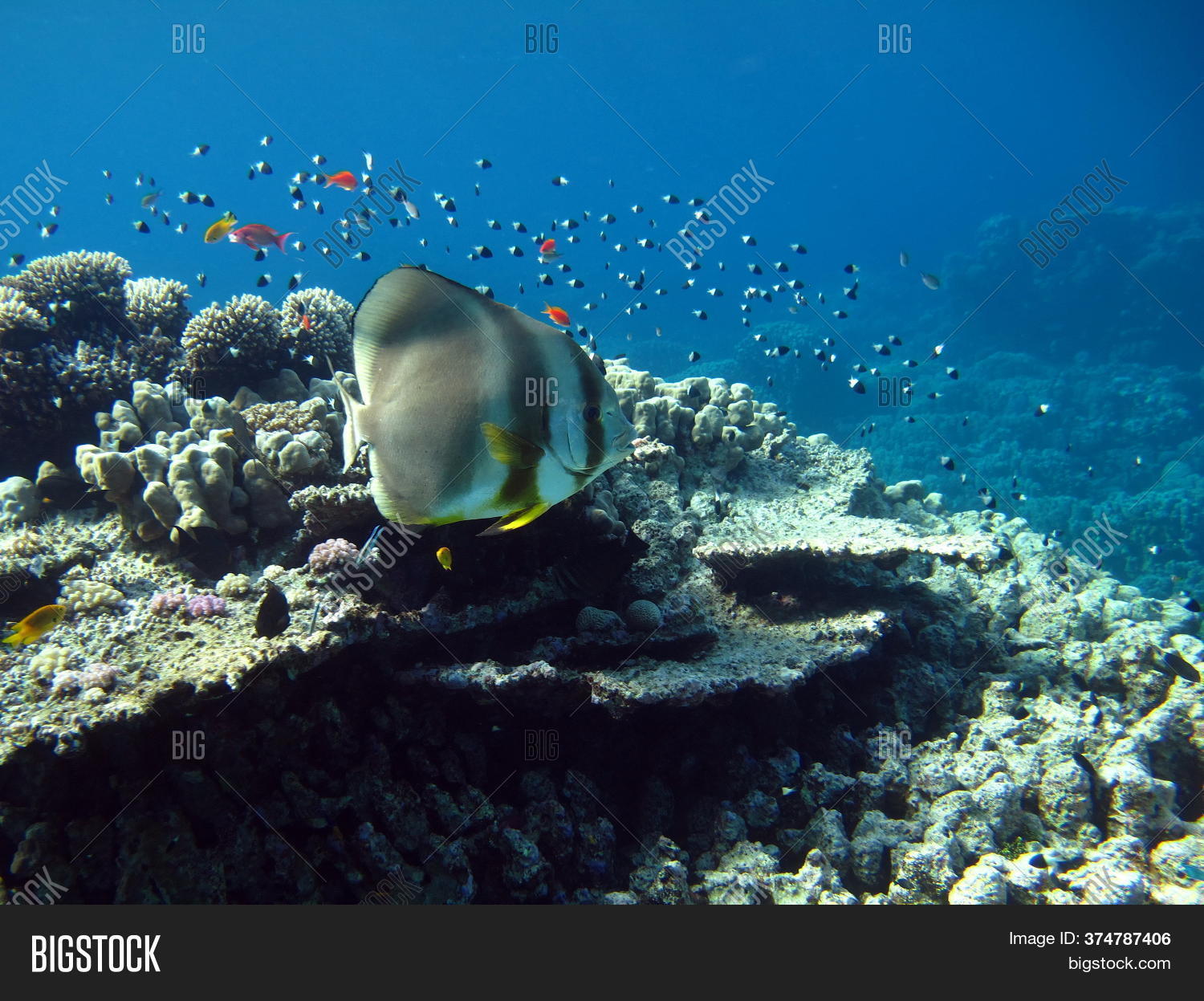 Longfin Batfish. Long Image & Photo (Free Trial) | Bigstock