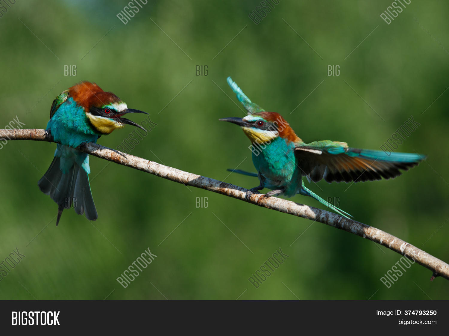 European Bee-eater Image & Photo (Free Trial) | Bigstock