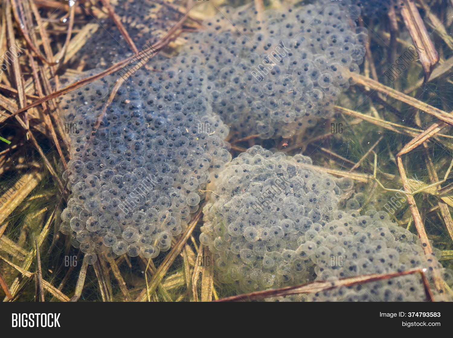 Frog Caviar Water. Image & Photo (Free Trial) | Bigstock
