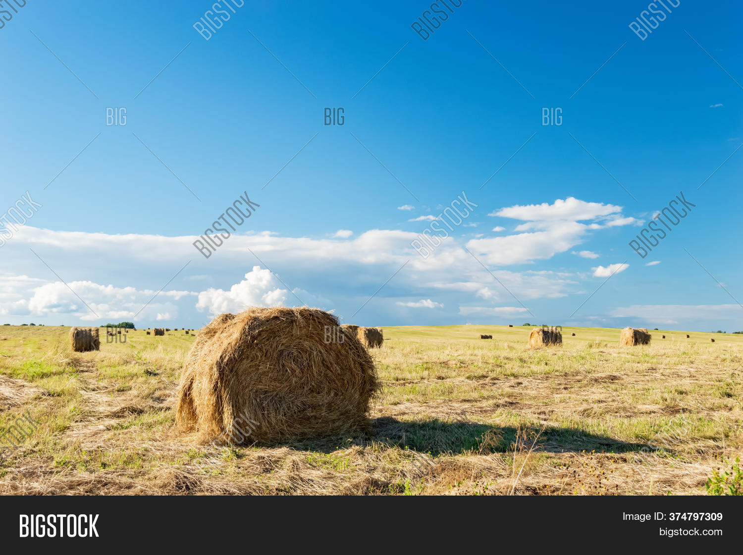 Harvest. Wheat On Image & Photo (Free Trial) | Bigstock