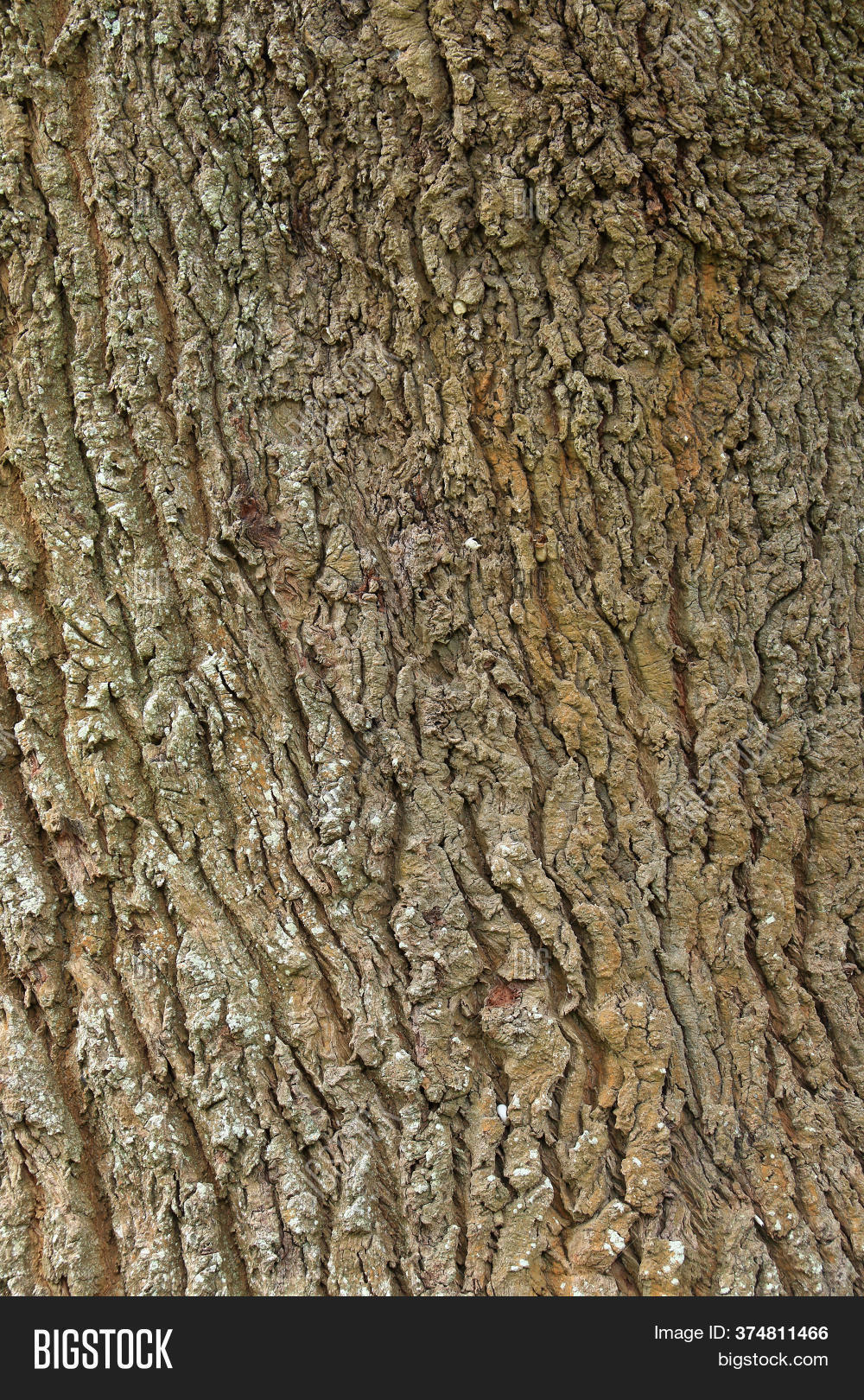 Texture Brown Tree Image & Photo (Free Trial) | Bigstock