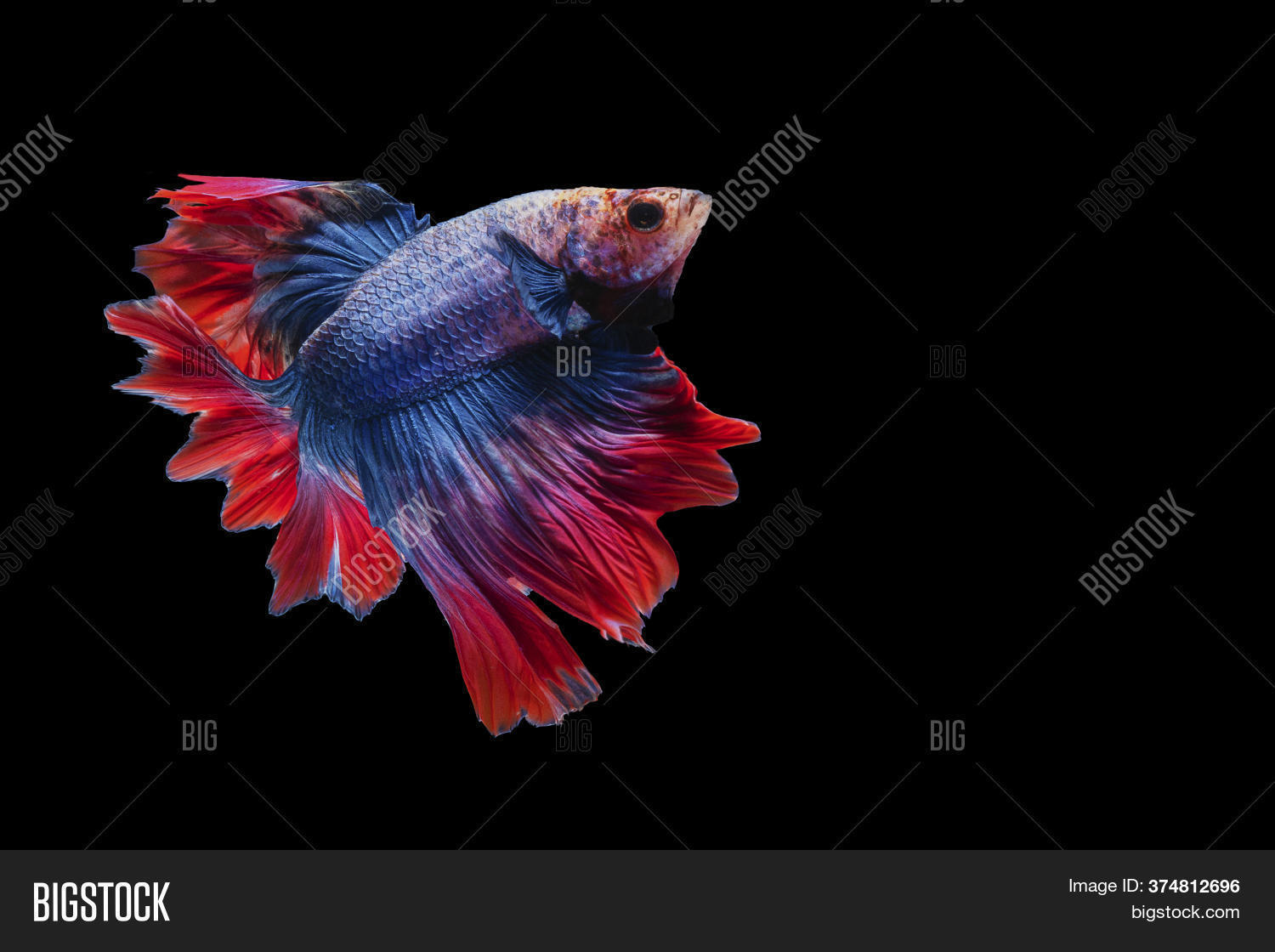 Multicolor Betta Image & Photo (Free Trial) | Bigstock