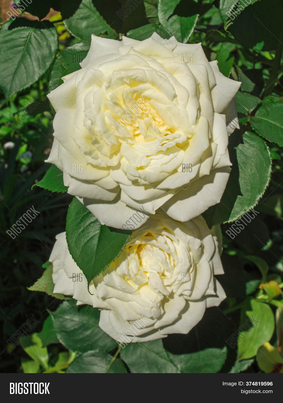White Yellow Roses Image & Photo (Free Trial) | Bigstock