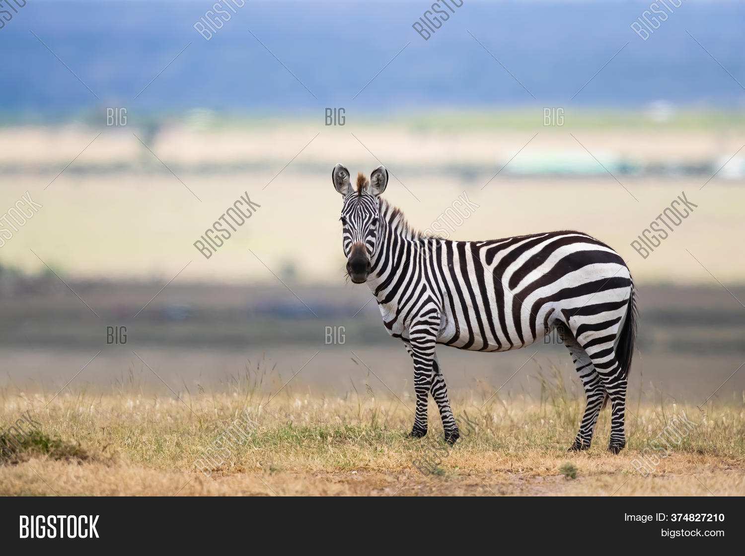 Zebra Standing On Image & Photo (Free Trial) | Bigstock