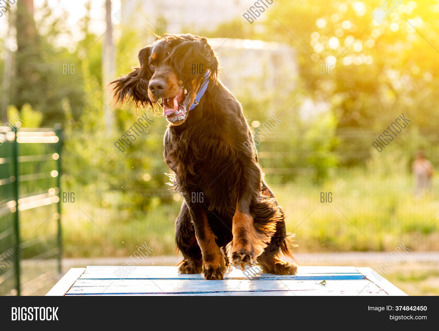 Scottish Setter Image & Photo (Free Trial) | Bigstock