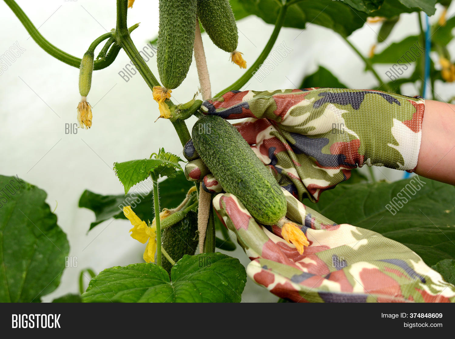 Harvesting Cucumbers. Image & Photo (Free Trial) | Bigstock