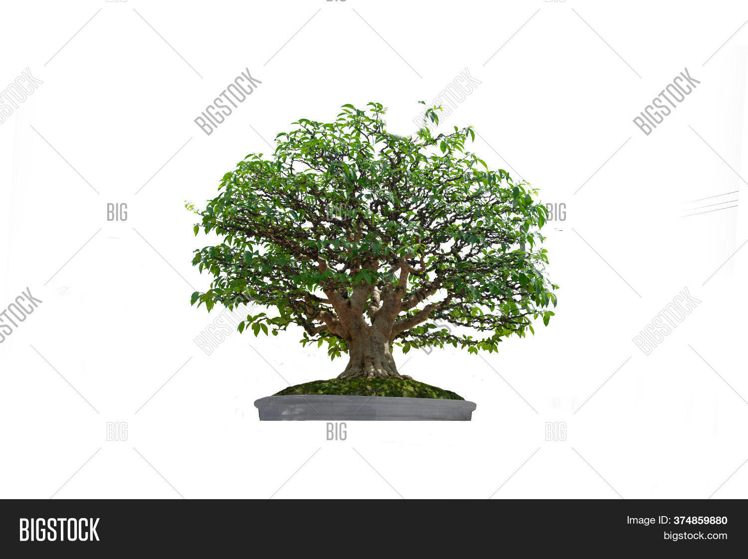 Small Bonsai Tree Image & Photo (Free Trial) | Bigstock