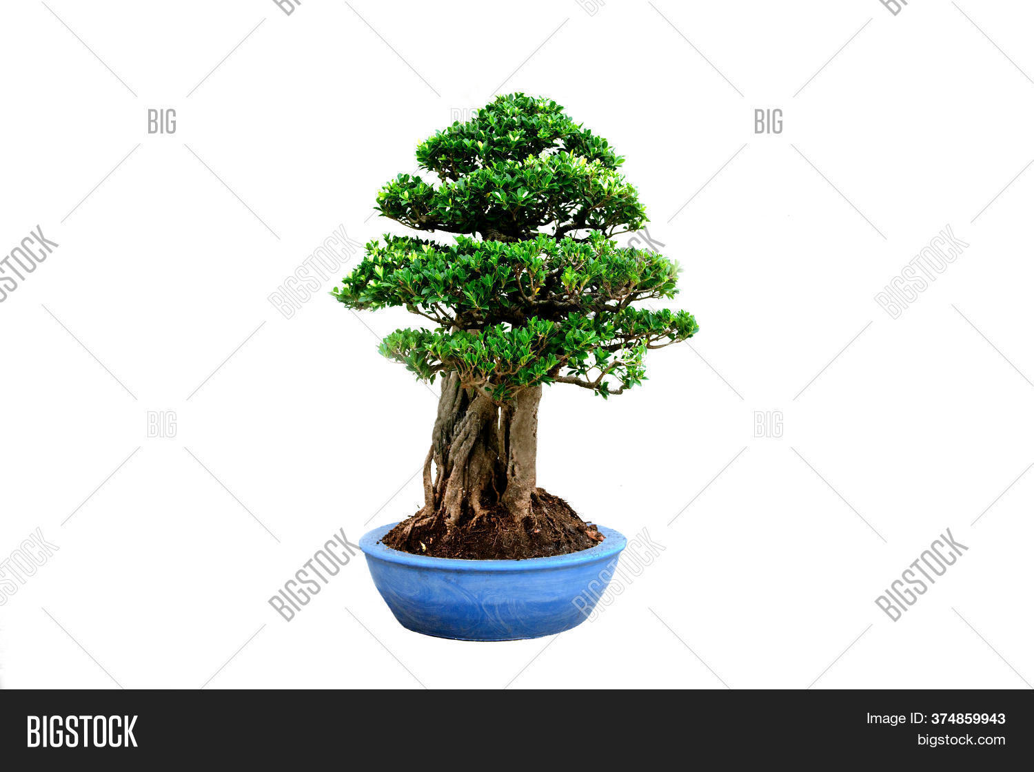 Small Bonsai Tree Image & Photo (Free Trial) | Bigstock