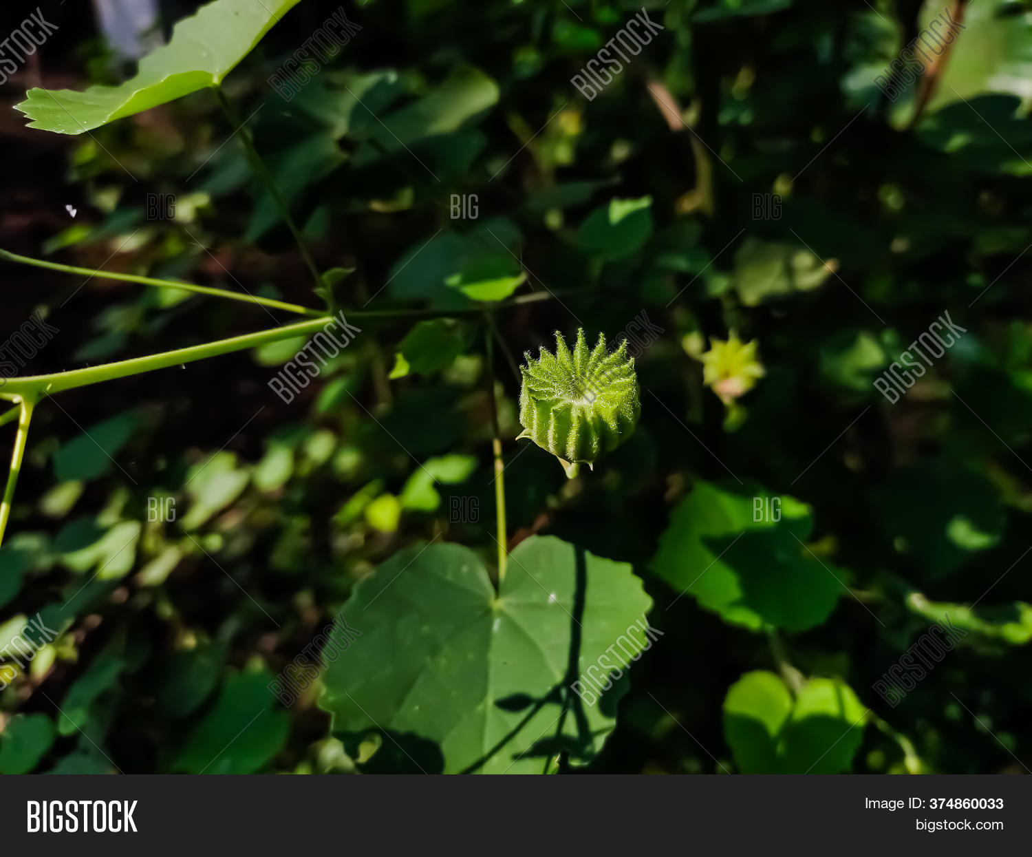 Abutilon Indicum