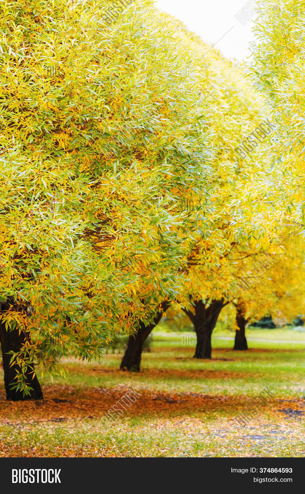 Autumn Trees Willow Image & Photo (Free Trial) | Bigstock
