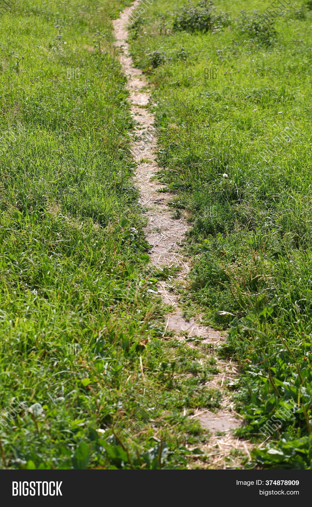 Well-trodden Path Image & Photo (Free Trial) | Bigstock