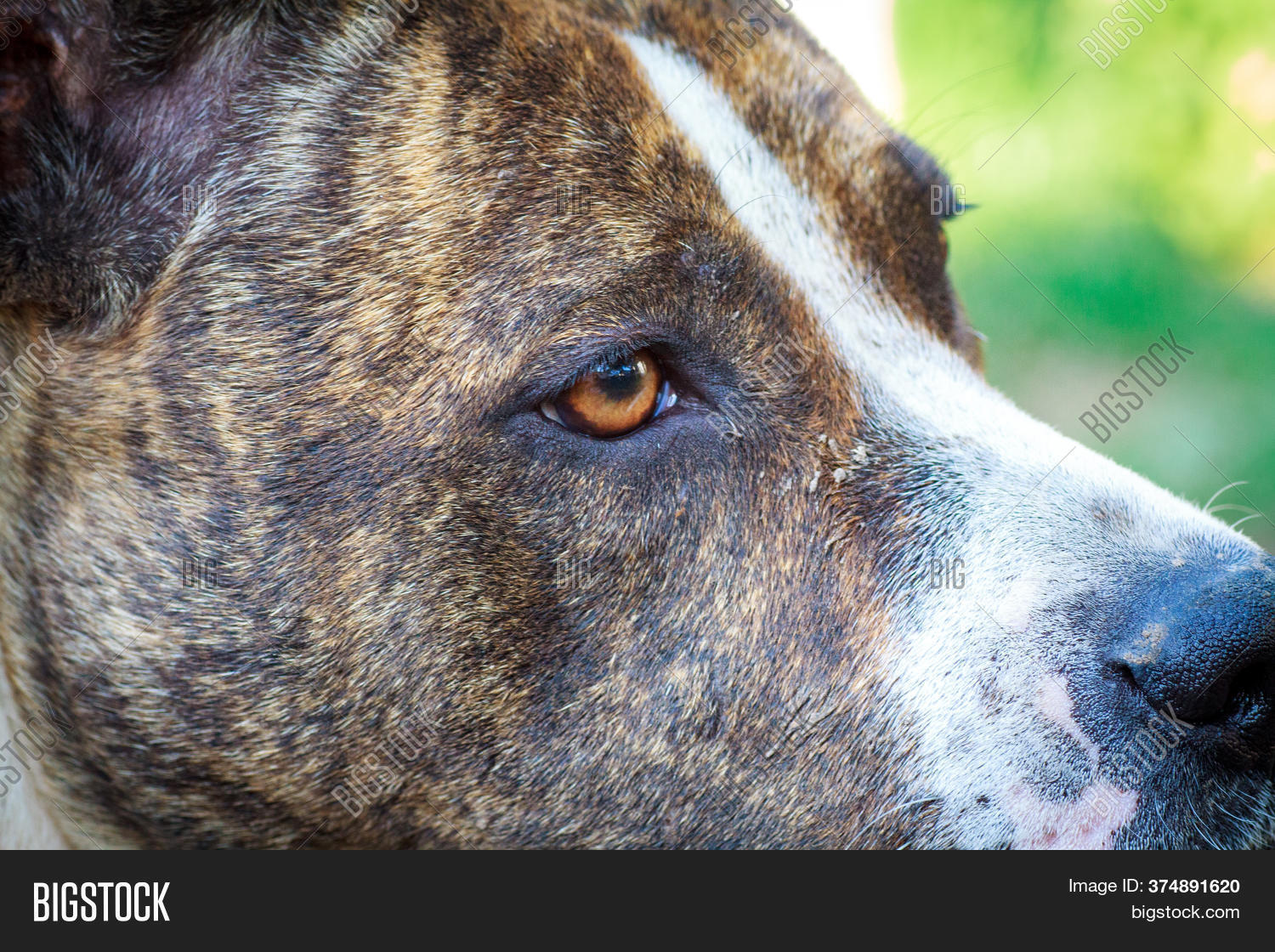 Muzzle Large Evil Image & Photo (Free Trial) | Bigstock