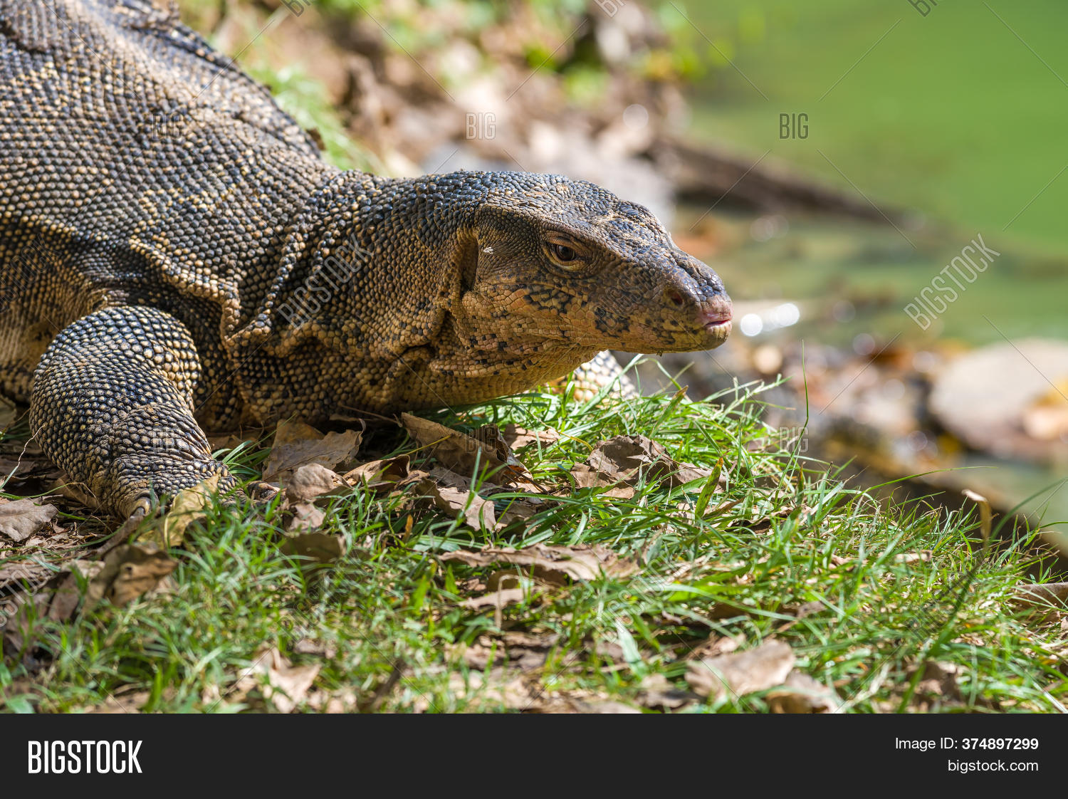 Portrait Striped Image & Photo (Free Trial) | Bigstock