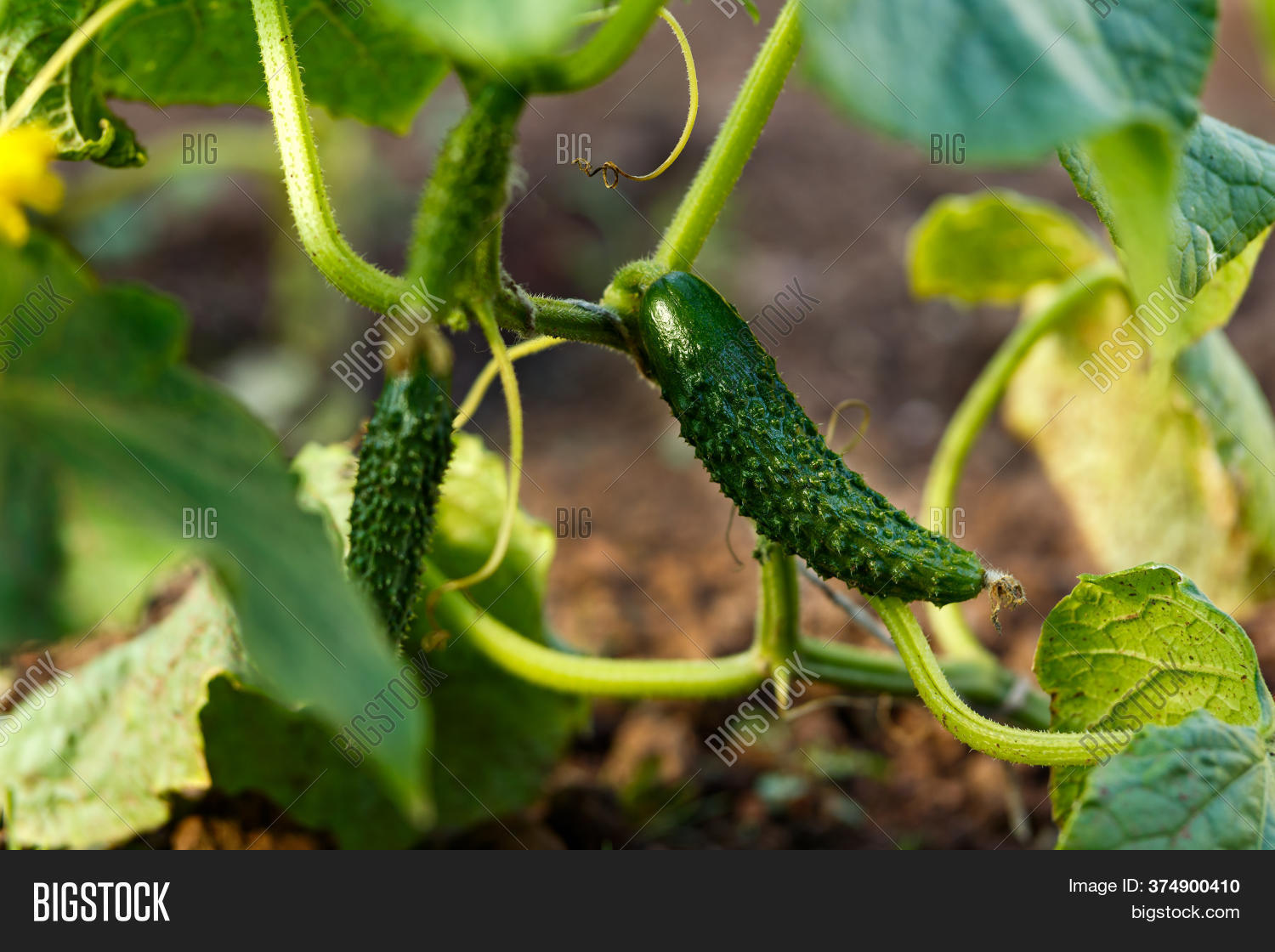 Cucumber Gherkin Fruit Image & Photo (Free Trial) | Bigstock
