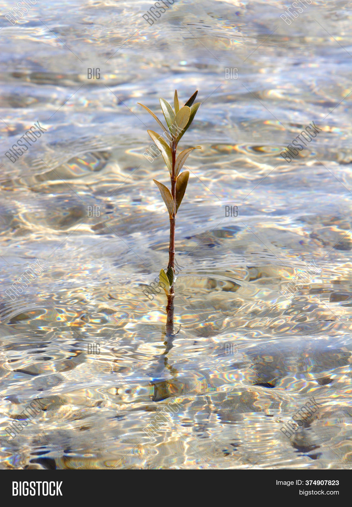 Juvenile Baby Mangrove Image & Photo (Free Trial) | Bigstock
