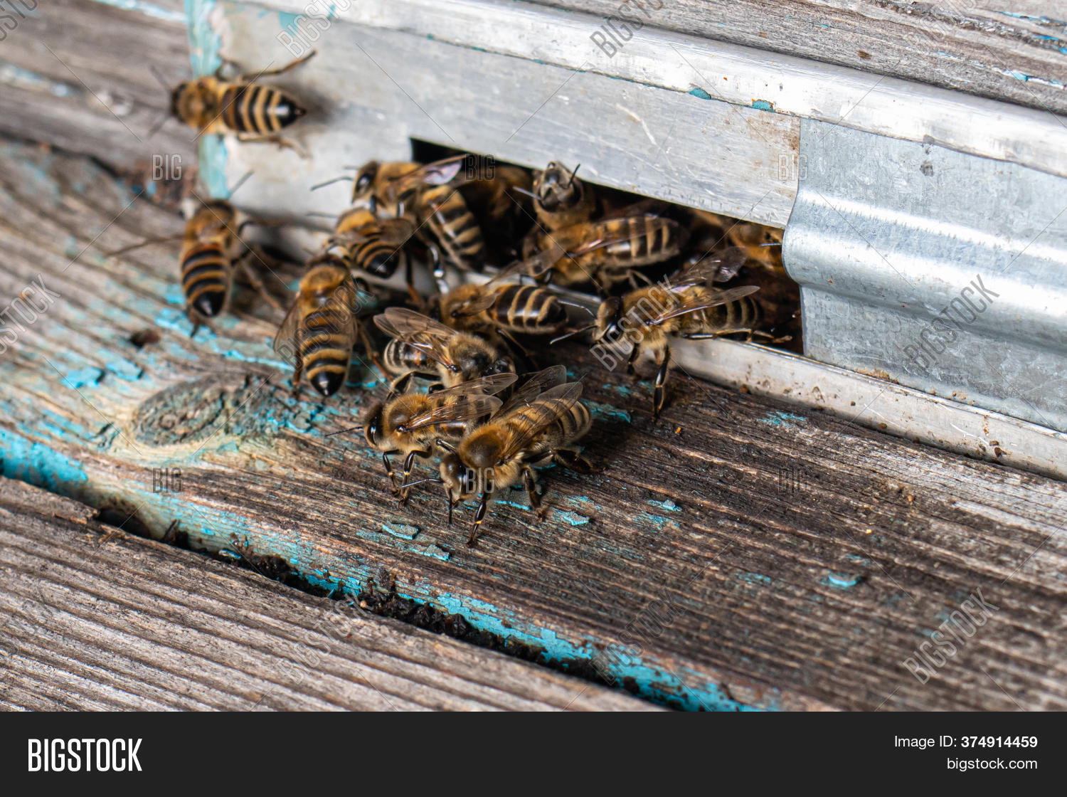 Cells Bees, Bees Near Image & Photo (Free Trial) | Bigstock