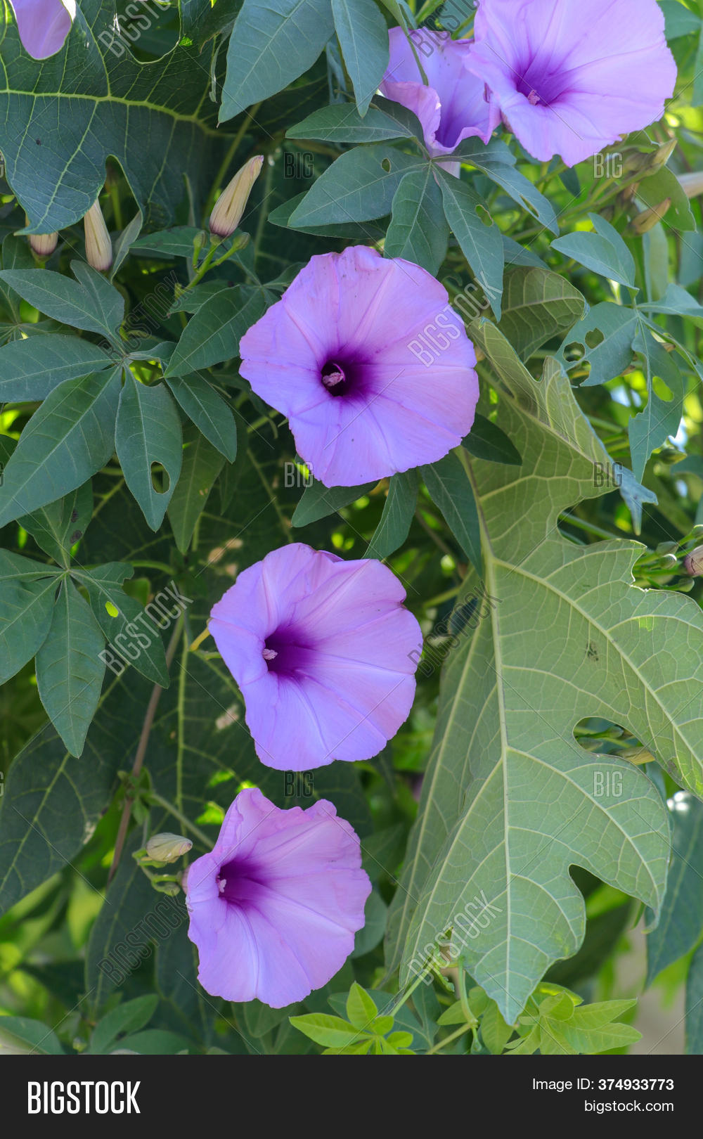 Ipomoea Cairica, Image & Photo (Free Trial) | Bigstock
