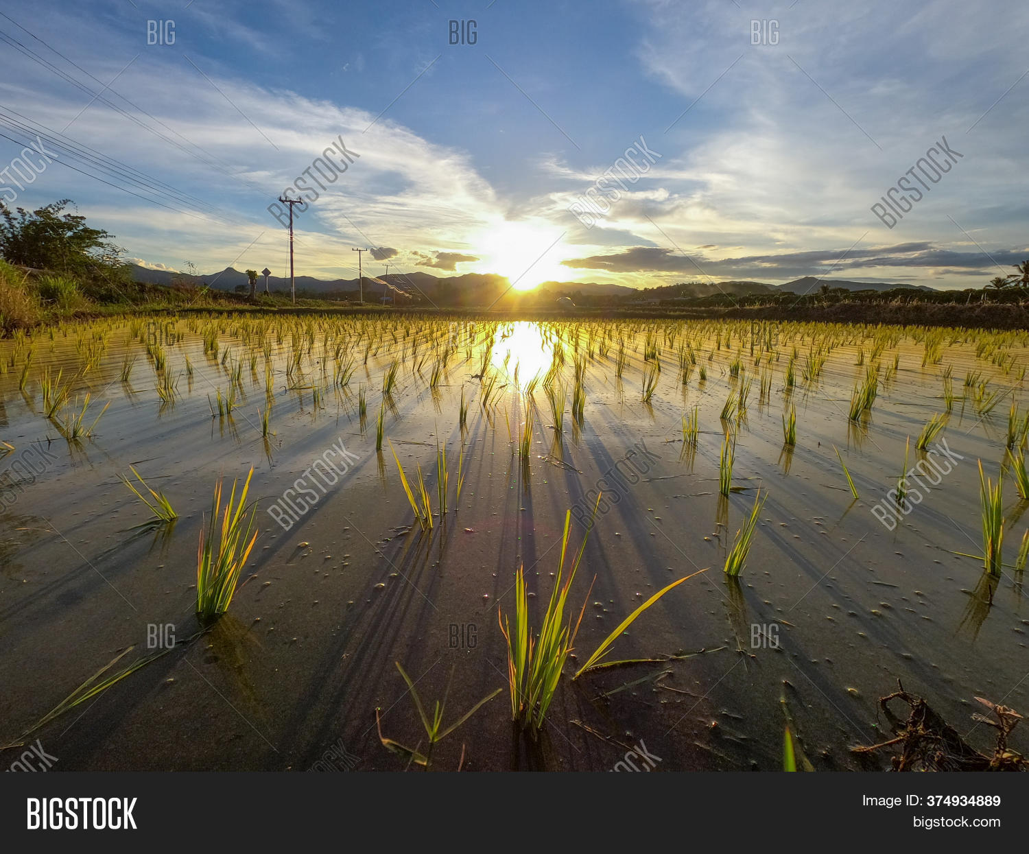 Beautiful View Rice Image & Photo (Free Trial) | Bigstock