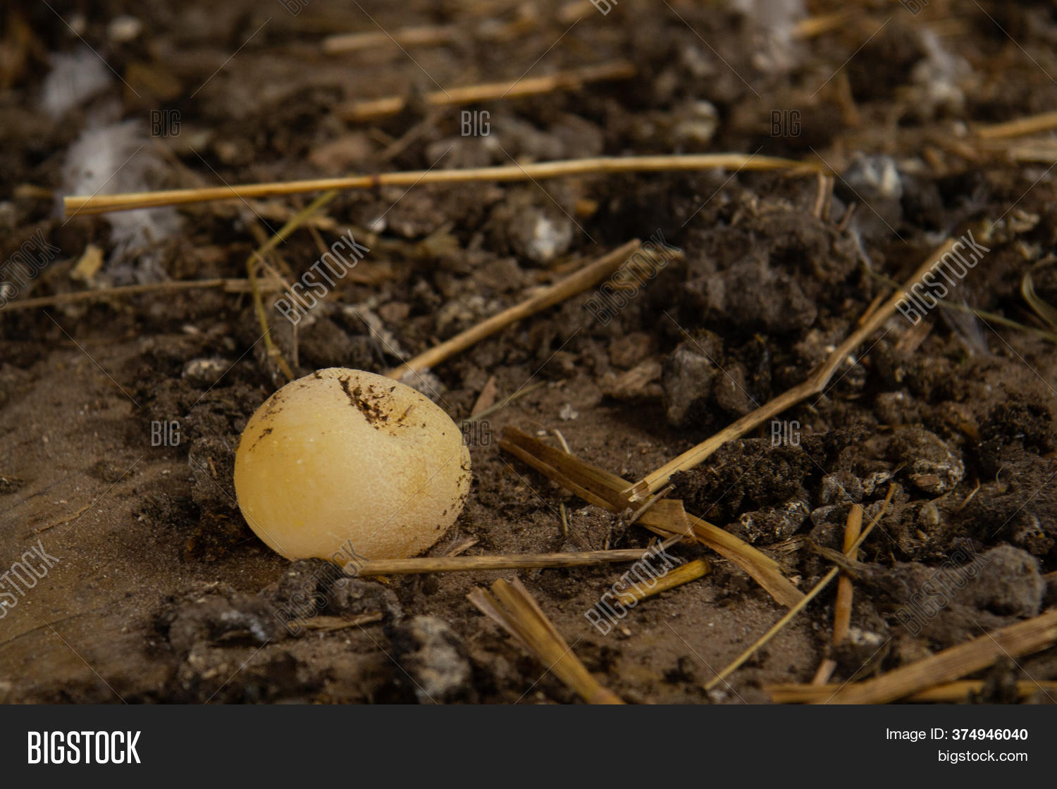 Chicken Egg Without Image & Photo (Free Trial) | Bigstock