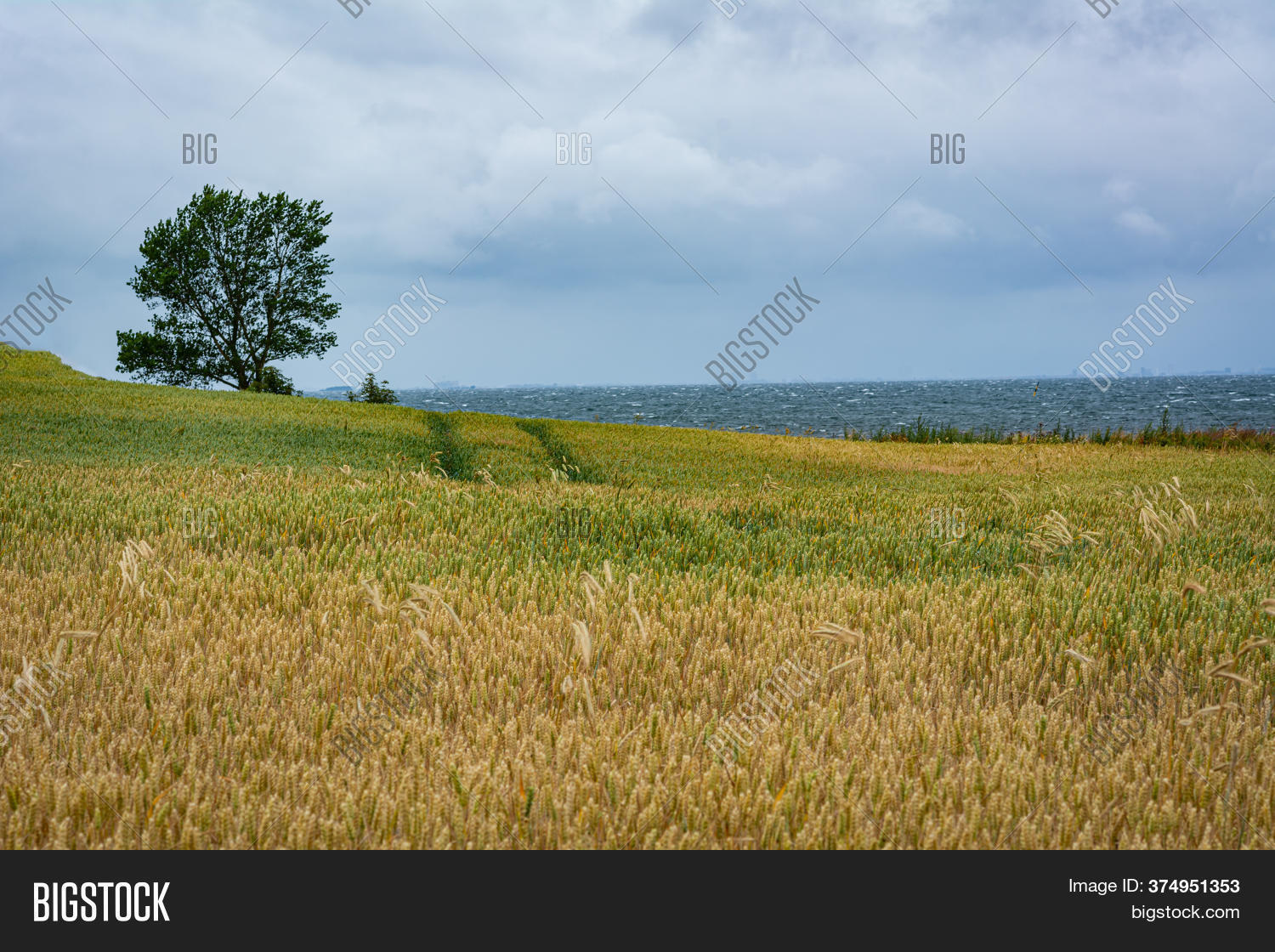 Wheat Field Blue Ocean Image & Photo (Free Trial) | Bigstock