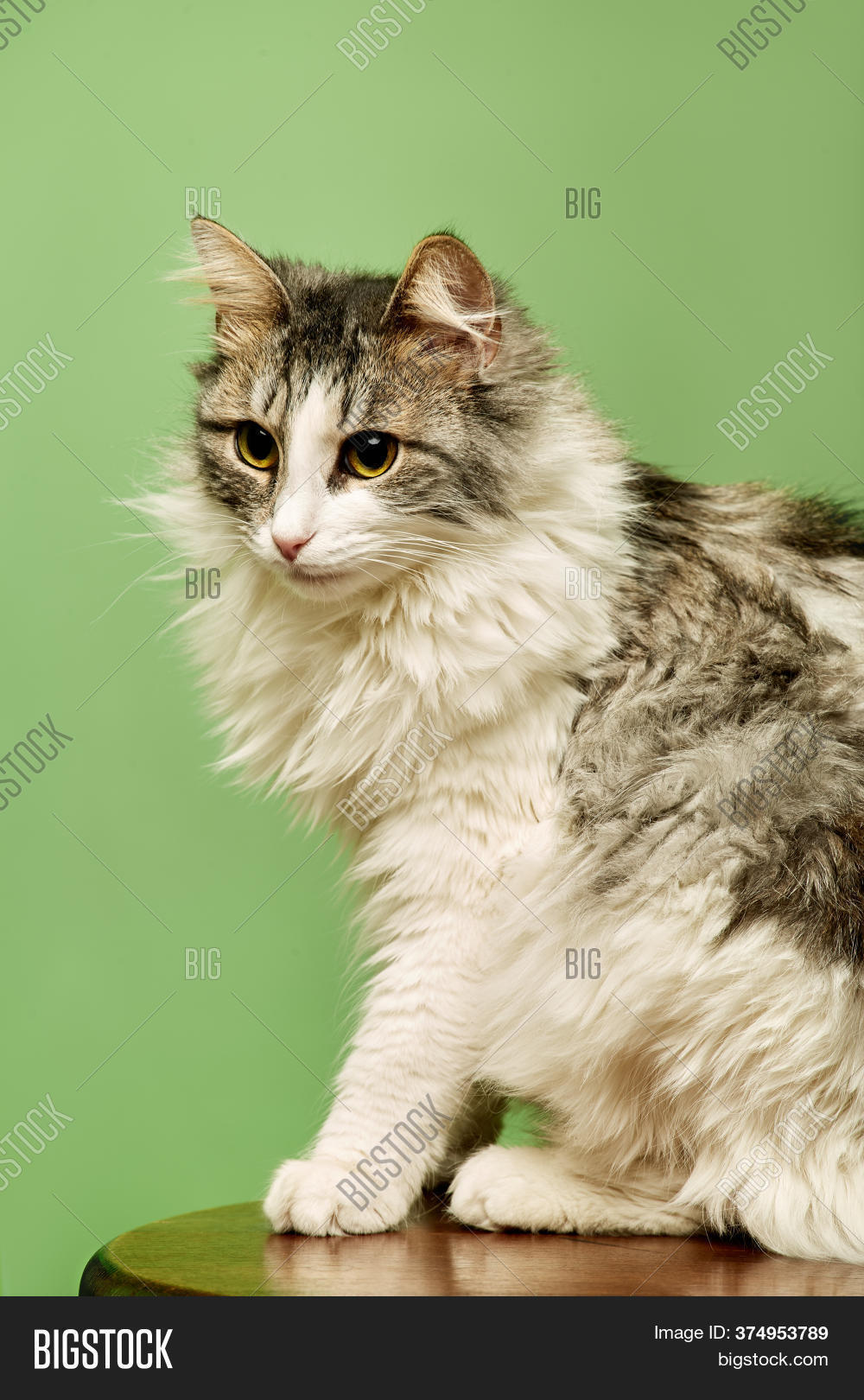 Sad Cute Fluffy Cat On Image & Photo (Free Trial) | Bigstock