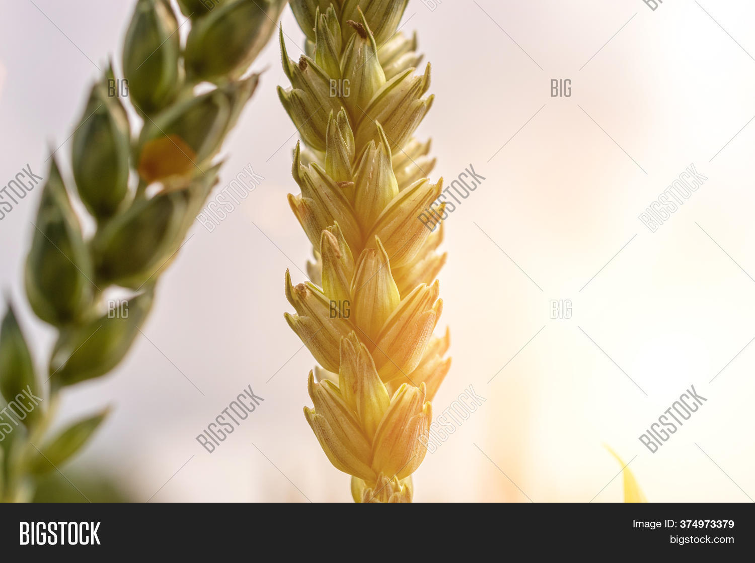 Young Wheat Plant Image & Photo (Free Trial) | Bigstock