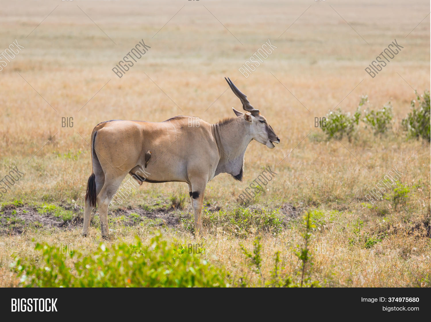 Kenya. Antelope Bovine Image & Photo (Free Trial) | Bigstock