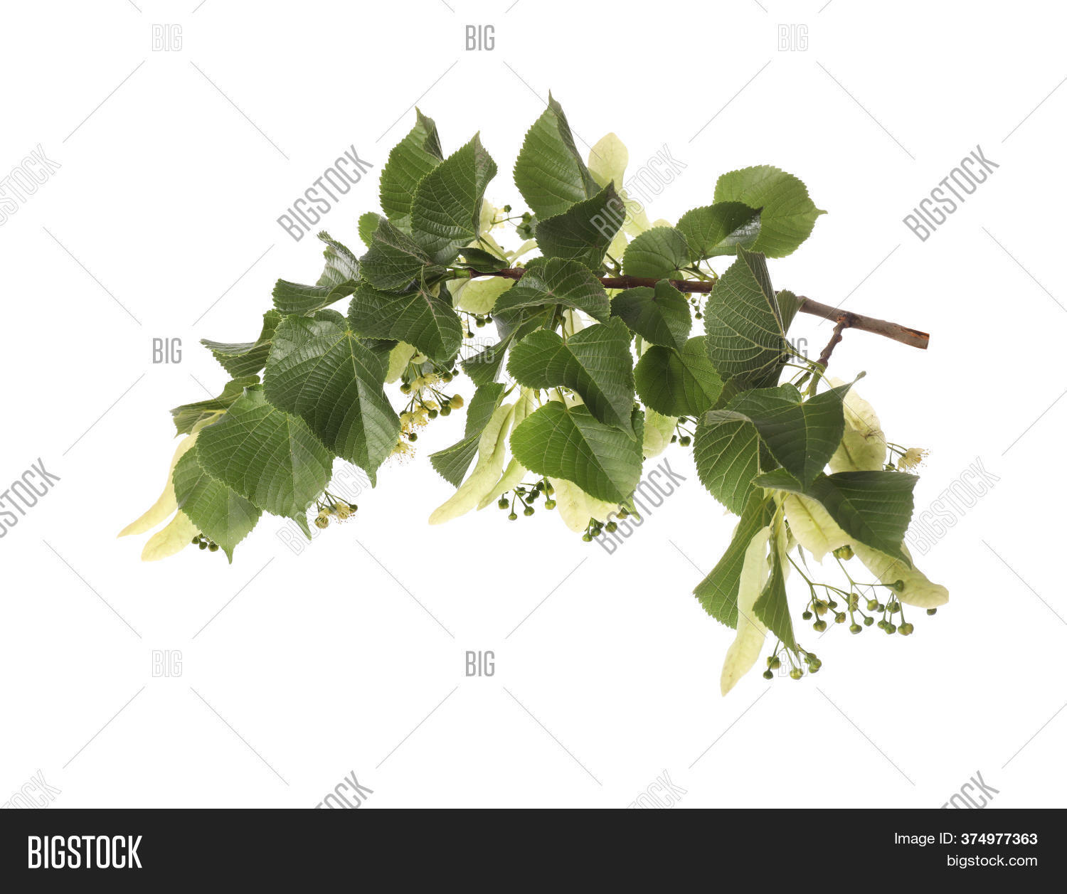 Linden Tree Branch Image & Photo (Free Trial) | Bigstock