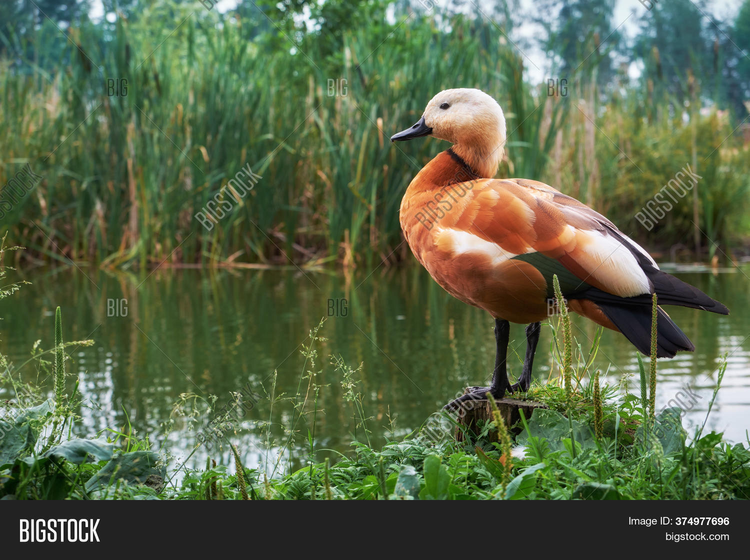 Ruddy Shelduck Image & Photo (Free Trial) | Bigstock