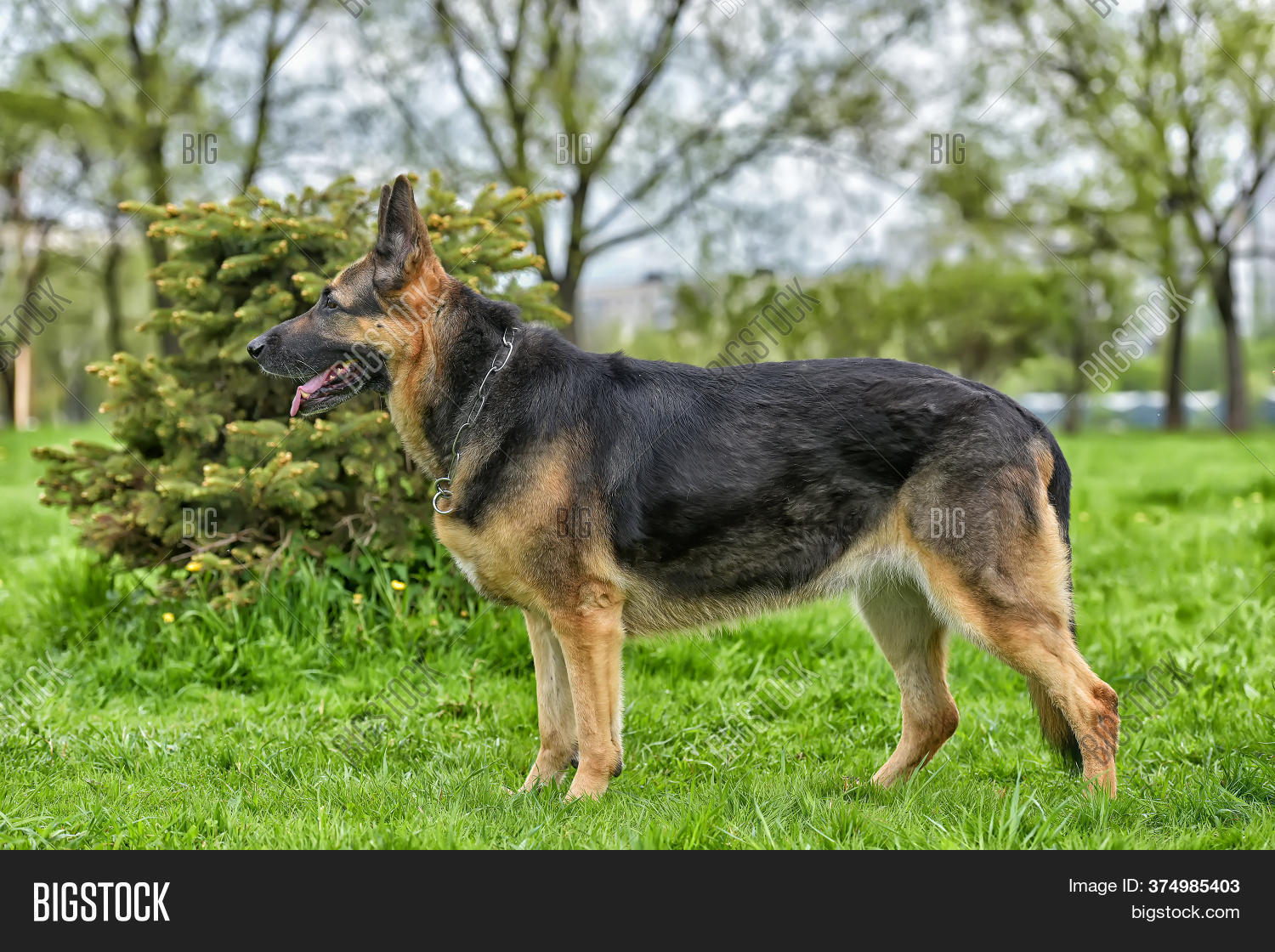 Old German Shepherd Image & Photo (Free Trial) | Bigstock