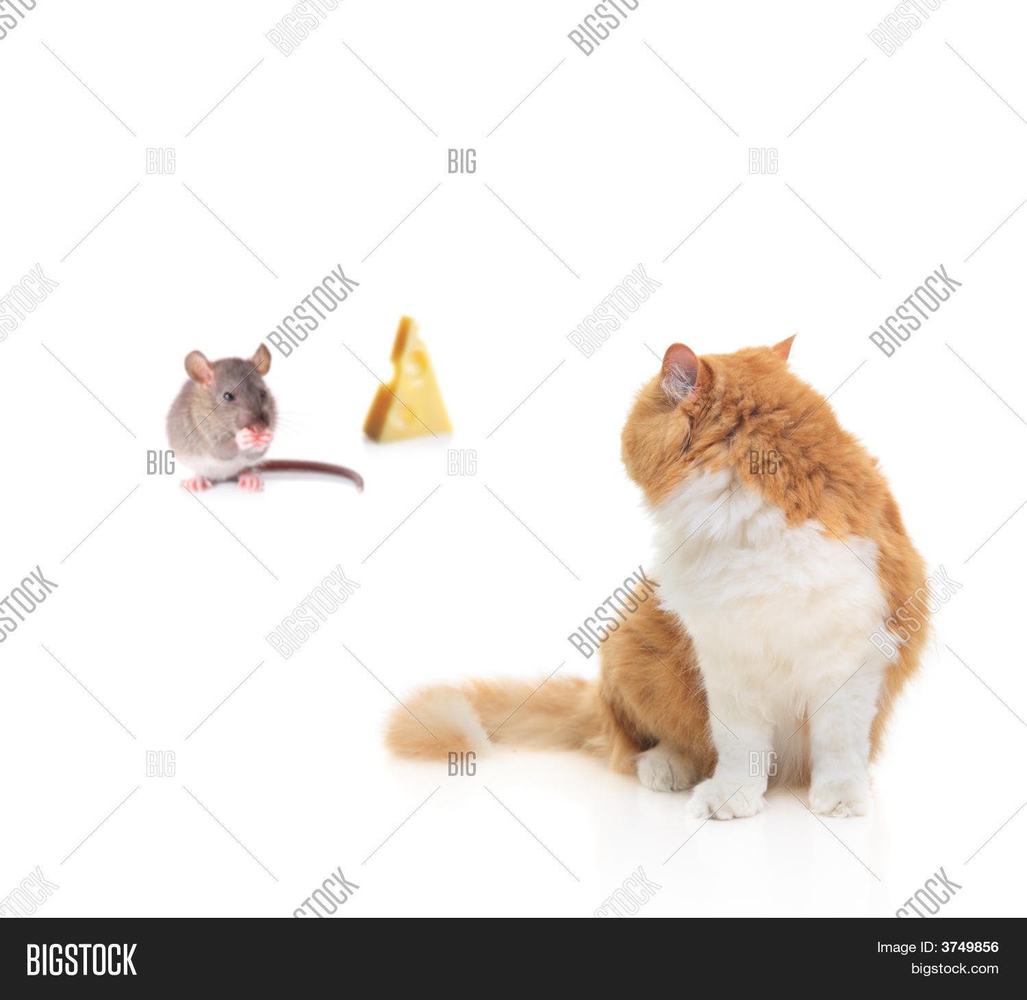 Cat Watching Mouse Image & Photo (Free Trial) | Bigstock