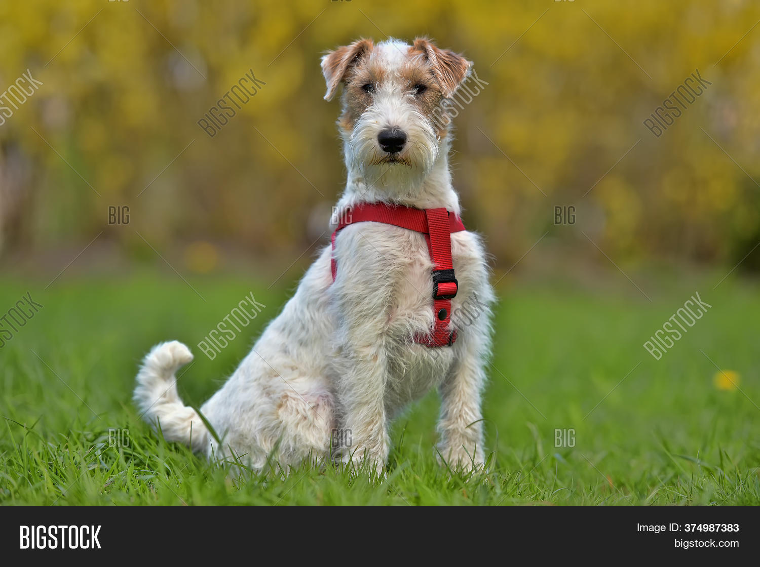 Airedale Terrier Image & Photo (Free Trial) | Bigstock
