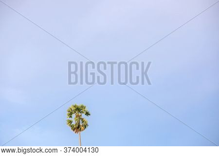 One Plam Tree Image & Photo (Free Trial) | Bigstock