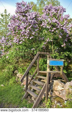 Blossom Lilac Tree By Image & Photo (Free Trial) | Bigstock