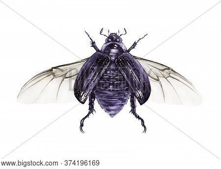 Beetle Top View Image & Photo (Free Trial) | Bigstock