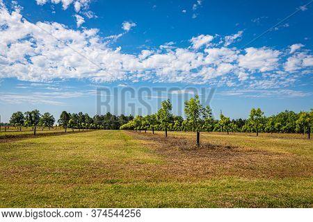Pecan Tree Orchard Image & Photo (Free Trial) | Bigstock