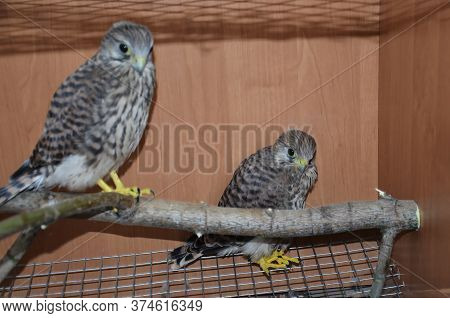 Hawk Chicks Sit On Image & Photo (Free Trial) | Bigstock