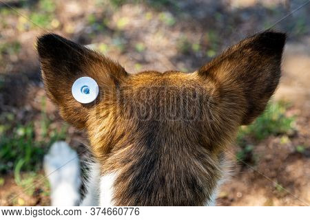 Mongrel Dog Images, Illustrations & Vectors (Free) - Bigstock