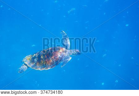 Sea Turtle Open Sea. Image & Photo (Free Trial) | Bigstock
