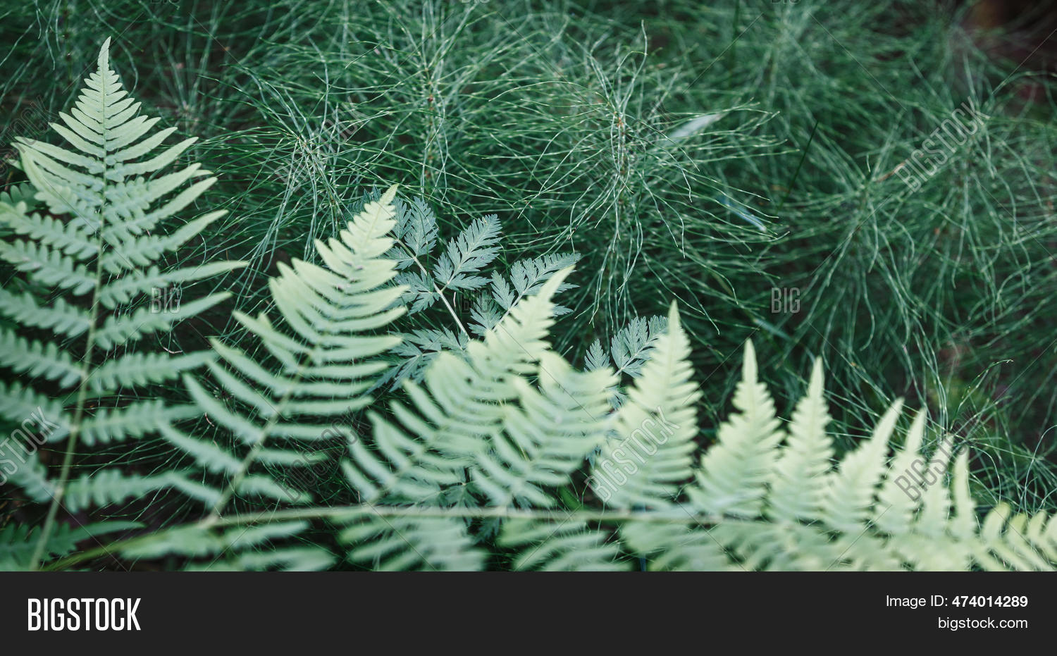 Flat Leaf Fern