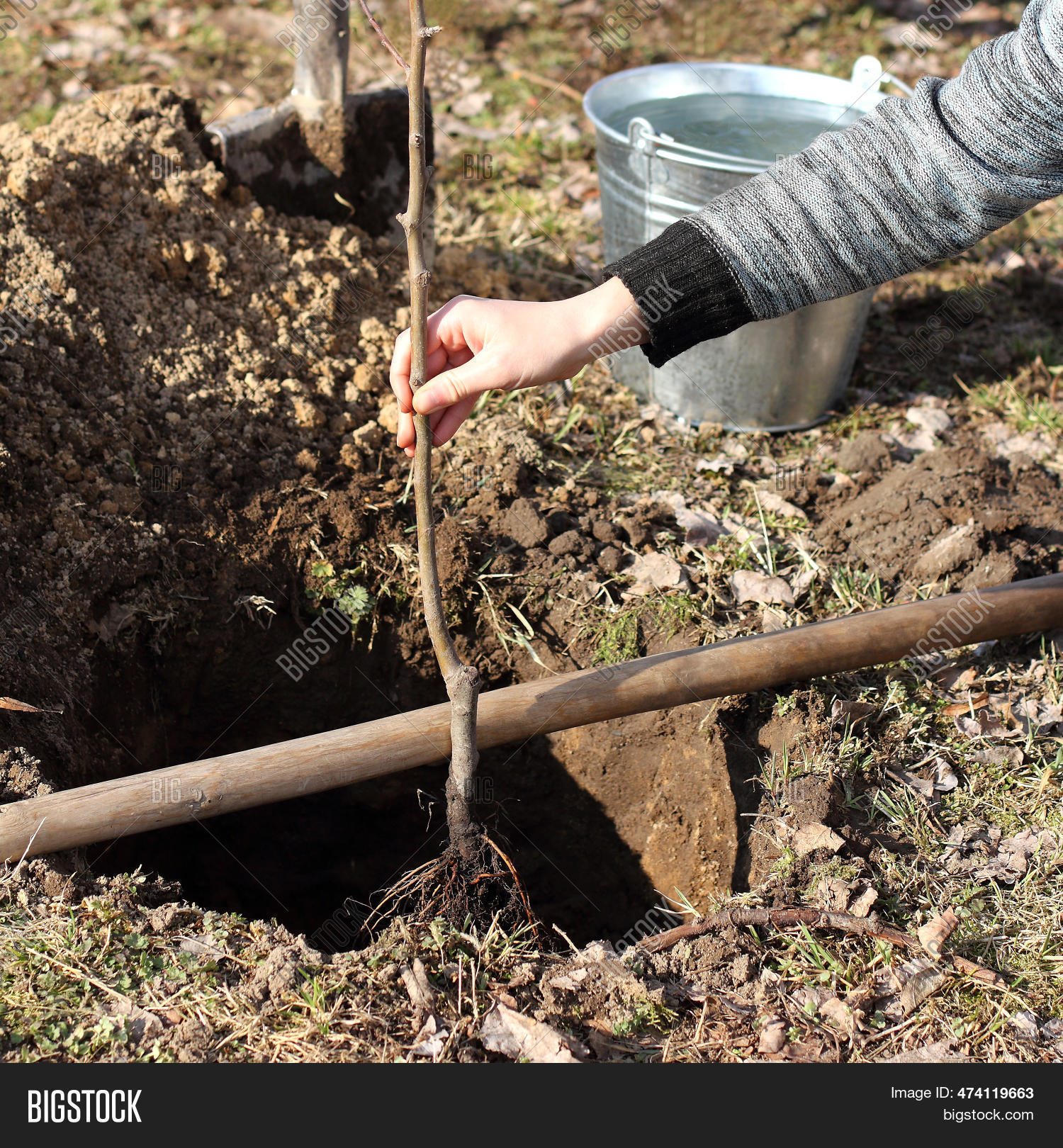 Setting Seedling Image & Photo (Free Trial) | Bigstock