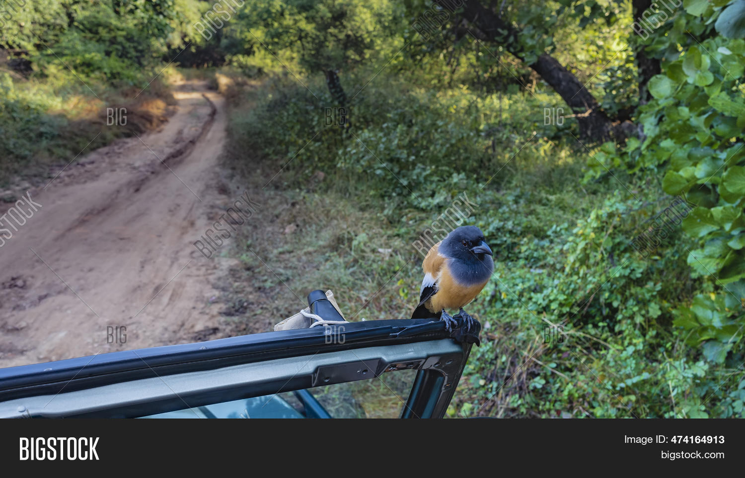 Indian Magpie Rufous Image & Photo (Free Trial) | Bigstock