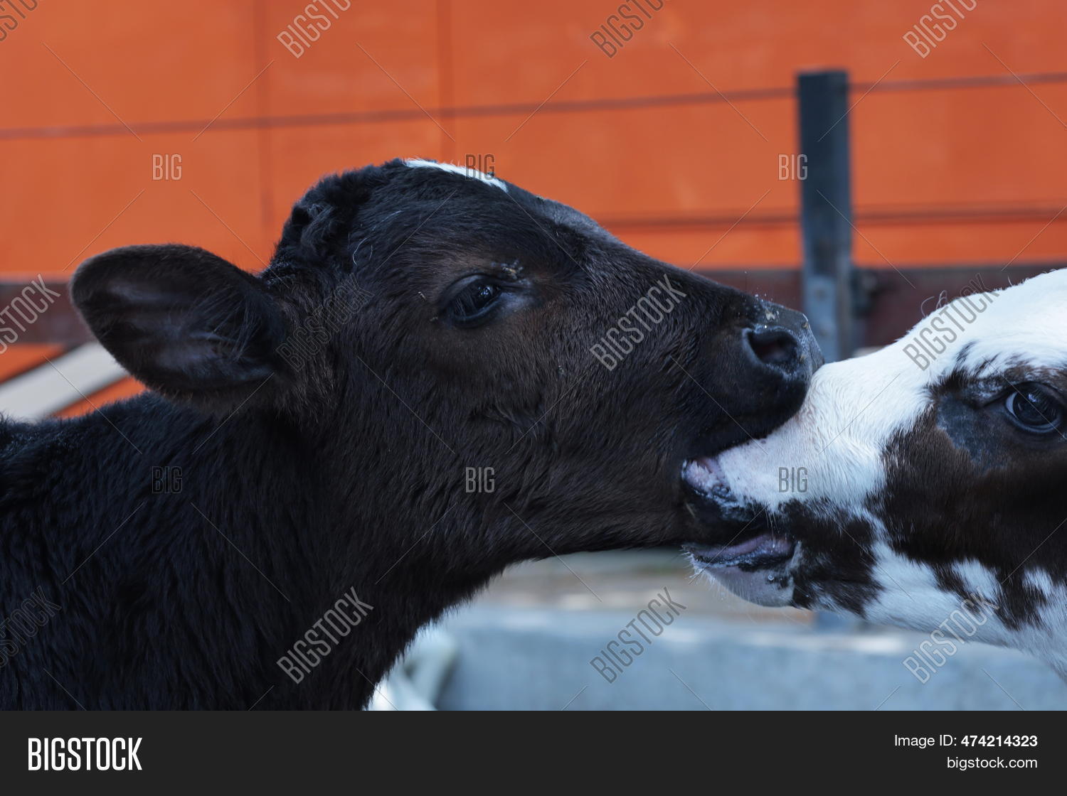 Calves Play Each Other Image & Photo (Free Trial) | Bigstock