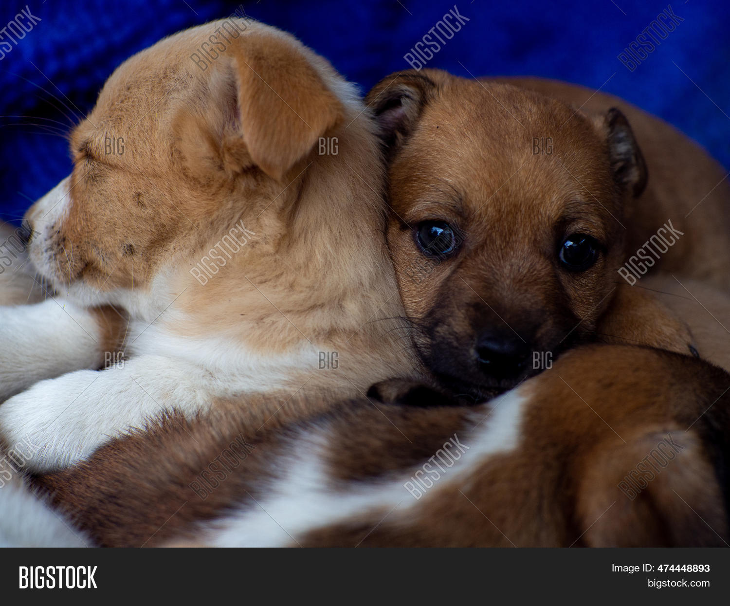 Pack Stray Dogs. Image & Photo (Free Trial) | Bigstock