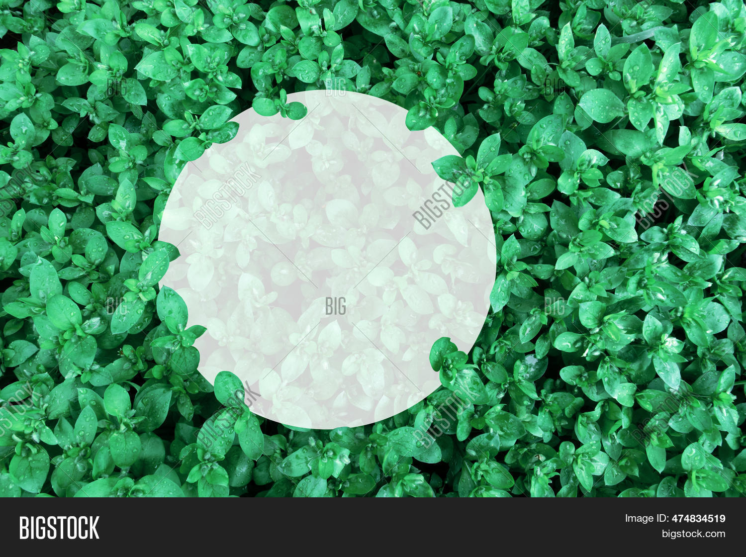 Green Leaves Texture Image & Photo (Free Trial) | Bigstock