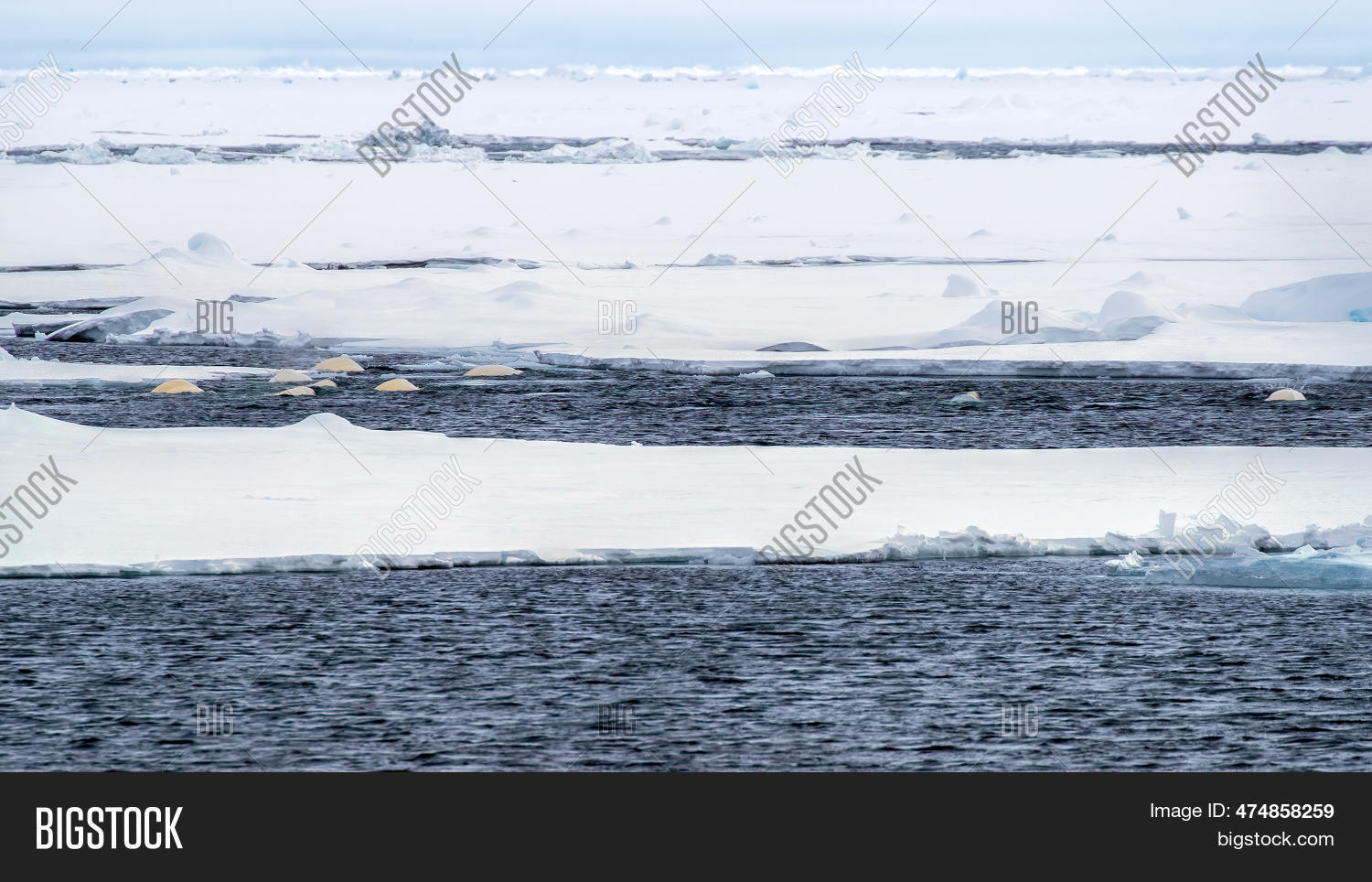 Pod Beluga Whales, Image & Photo (Free Trial) | Bigstock