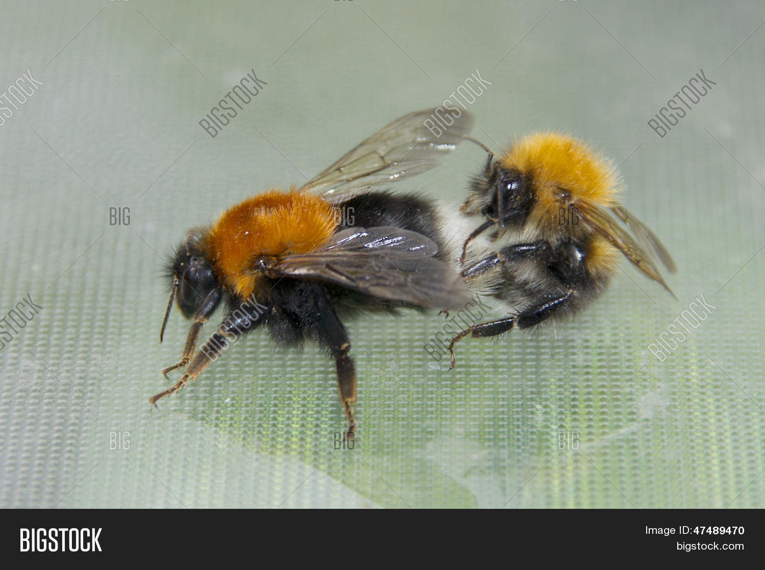 Bees Mating Image & Photo (Free Trial) | Bigstock