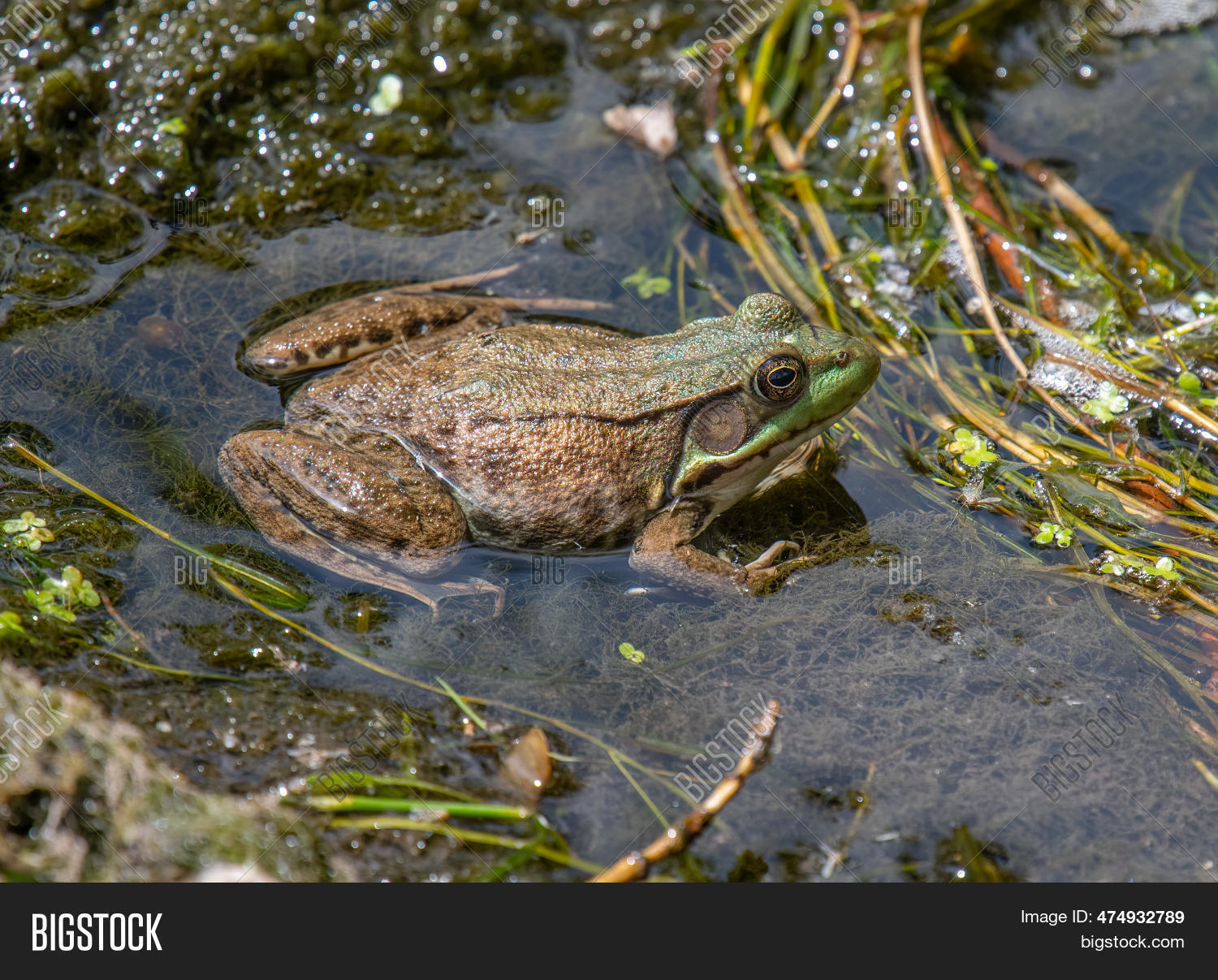 Large Green Frog Image & Photo (Free Trial) | Bigstock