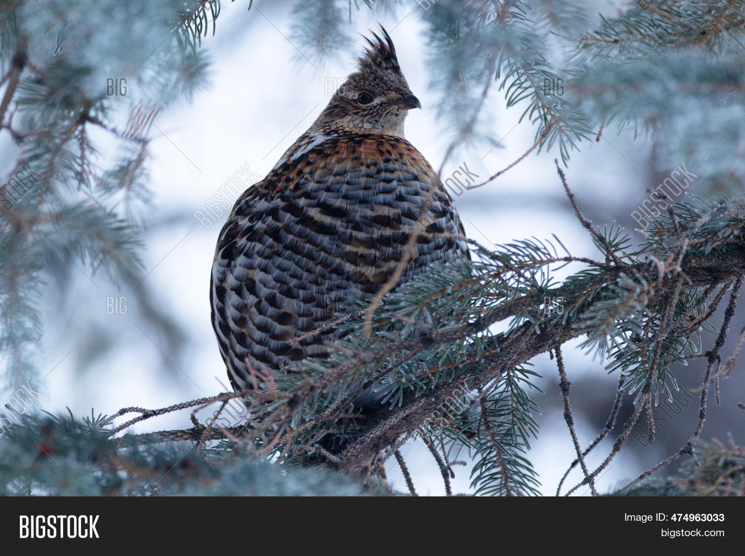 Female Ruffed Grouse